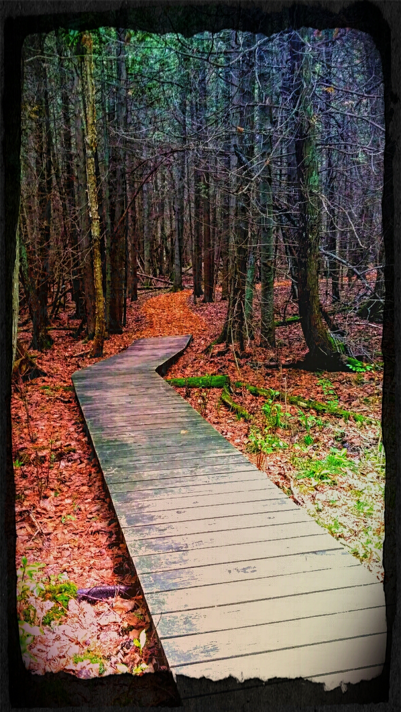 Thorne Swift Nature Preserve – Sunset Coast Birding Trail